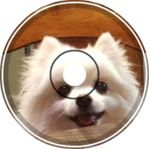dog_groove.ogg