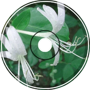 corrine (honeysuckles and balloon flowers mix)